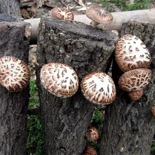 椴木花菇怎么泡发_椴木花菇的做法大全-第2张图片-山城妙识