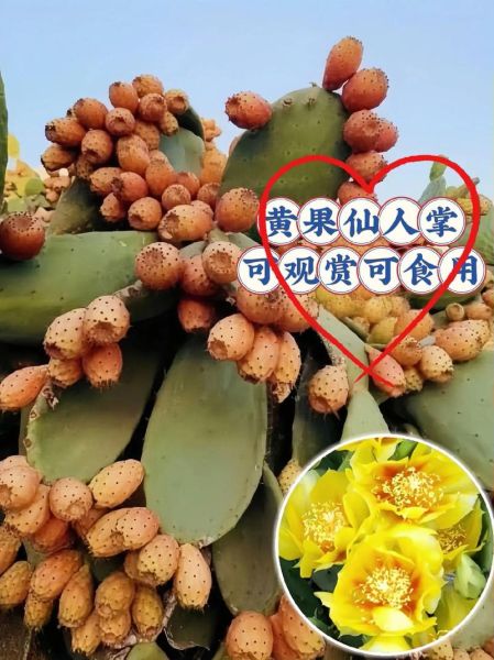 仙人掌果实怎么吃_仙人掌果实正确吃法-第3张图片-山城妙识