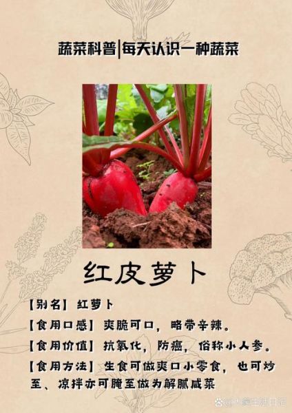 红皮萝卜怎么做好吃_家常做法大全-第3张图片-山城妙识