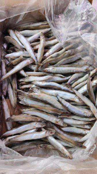 多春鱼是淡水鱼吗_多春鱼产地在哪里-第1张图片-山城妙识 多春鱼是淡水鱼吗_多春鱼产地在哪里-第1张图片-山城妙识