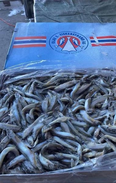 多春鱼是淡水鱼吗_多春鱼产地在哪里-第2张图片-山城妙识 多春鱼是淡水鱼吗_多春鱼产地在哪里-第2张图片-山城妙识