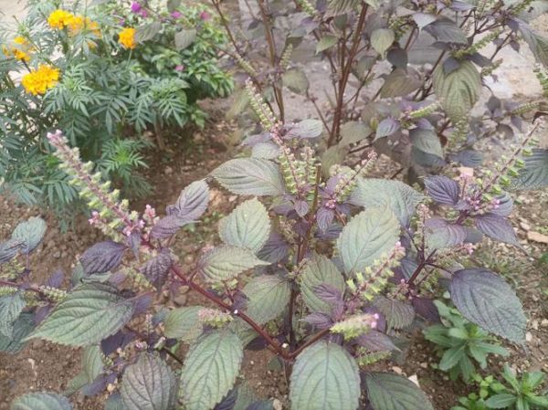 紫苏有几种_紫苏品种图片识别-第3张图片-山城妙识