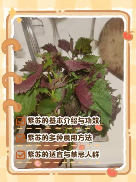 紫苏有几种_紫苏品种图片识别-第2张图片-山城妙识