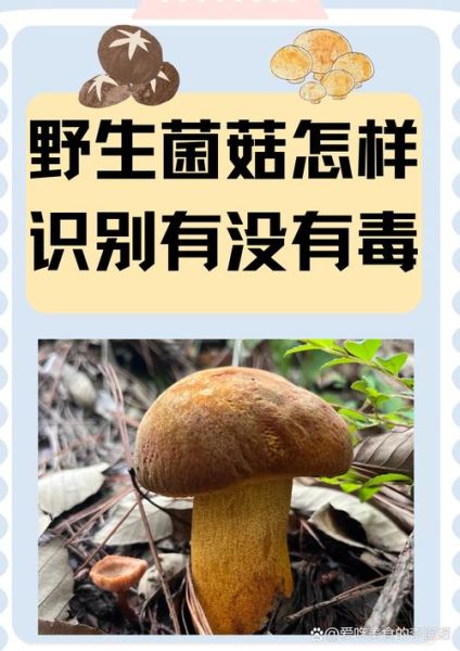 野生蘑菇种类大全_如何安全识别可食用品种-第3张图片-山城妙识