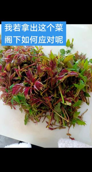 香椿苗怎么吃最好_香椿苗的做法大全-第3张图片-山城妙识 香椿苗怎么吃最好_香椿苗的做法大全-第3张图片-山城妙识