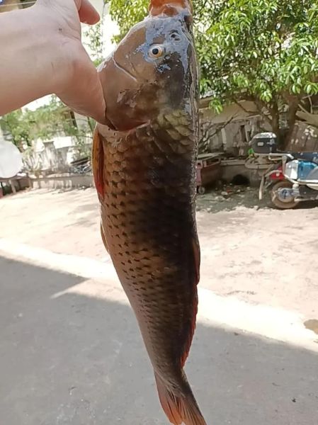 喀纳斯湖大红鱼真实存在吗_喀纳斯湖大红鱼图片解析-第1张图片-山城妙识