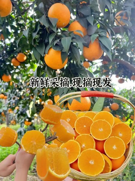 果冻橙是橙子还是橘子_果冻橙和普通橙子区别-第3张图片-山城妙识