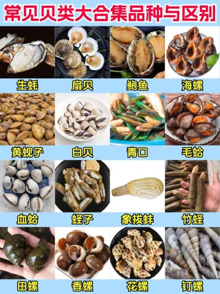 海鲜贝类有哪些_贝类怎么挑选才新鲜-第2张图片-山城妙识