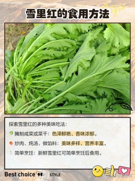 雪里红苦是什么原因_雪里红发苦还能吃吗-第1张图片-山城妙识