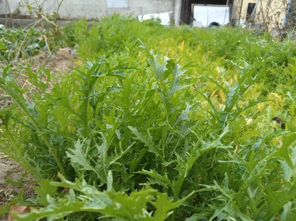 雪里红苦是什么原因_雪里红发苦还能吃吗-第2张图片-山城妙识