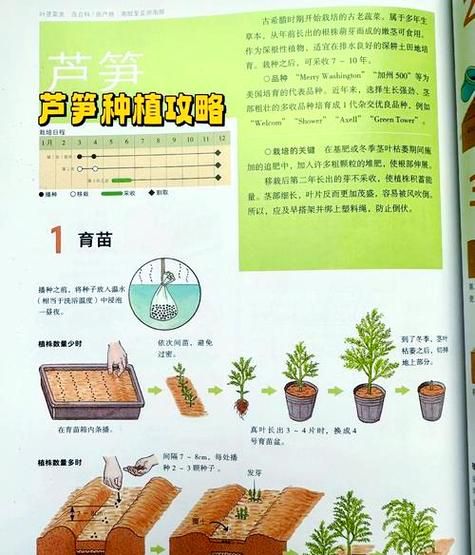 芦笋怎么种植_芦笋种植管理技巧-第3张图片-山城妙识