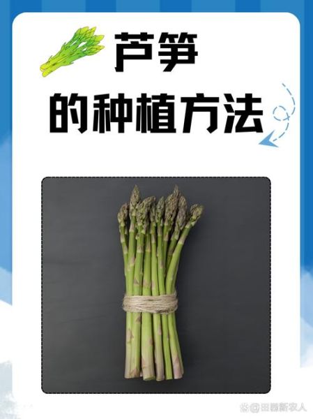 芦笋怎么种植_芦笋种植管理技巧-第2张图片-山城妙识