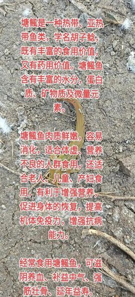 塘鲺的功效与作用禁忌_塘鲺什么人不能吃-第1张图片-山城妙识
