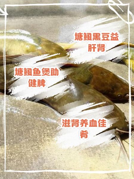 塘鲺的功效与作用禁忌_塘鲺什么人不能吃-第2张图片-山城妙识