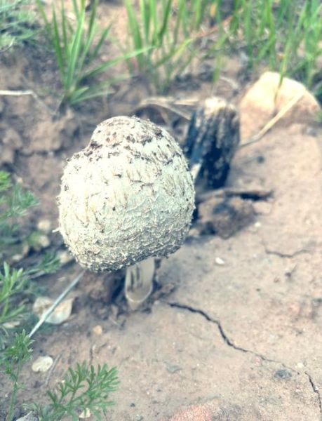 野生鸡腿菇图片大全_如何辨别真假-第3张图片-山城妙识