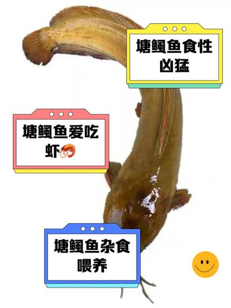 塘鲺的功效与作用禁忌_塘鲺什么人不能吃-第3张图片-山城妙识
