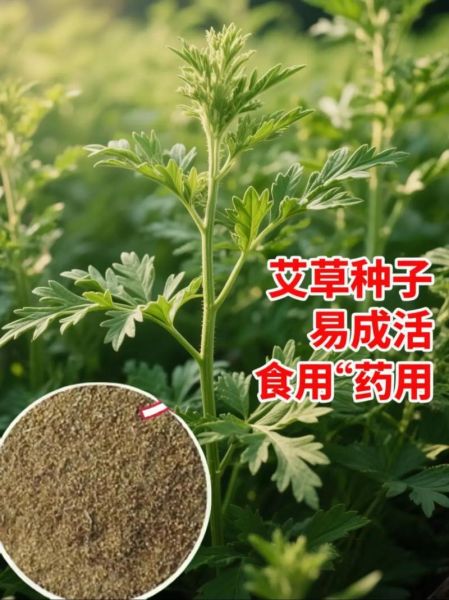 艾草种子长什么样_如何辨别真假艾草种子-第3张图片-山城妙识
