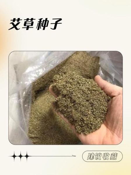 艾草种子长什么样_如何辨别真假艾草种子-第1张图片-山城妙识