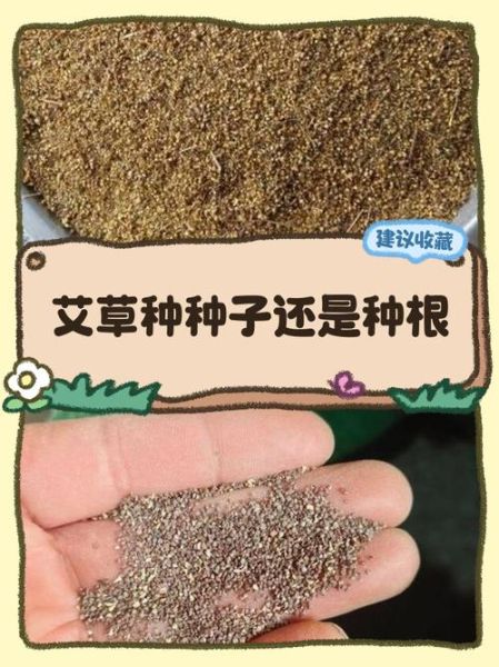 艾草种子长什么样_如何辨别真假艾草种子-第2张图片-山城妙识