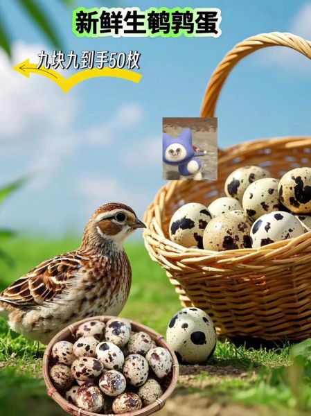 鹌鹑蛋和鸡蛋哪个贵_鹌鹑蛋价格为什么比鸡蛋高-第3张图片-山城妙识