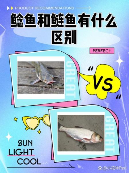 鲇鱼怎么念_鲇鱼是鲶鱼吗-第2张图片-山城妙识
