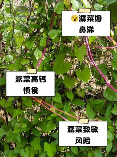 潺菜汤怎么做好吃_潺菜汤的做法窍门-第2张图片-山城妙识