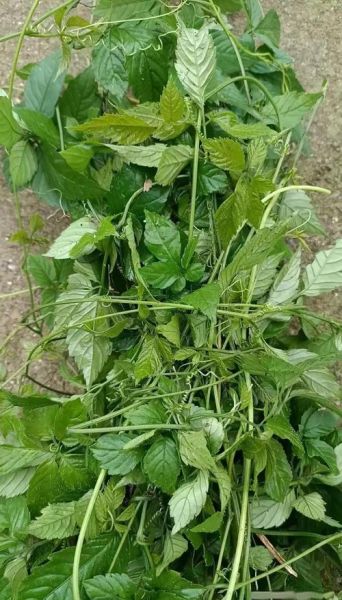 绞股蓝图片大全_绞股蓝长什么样-第1张图片-山城妙识