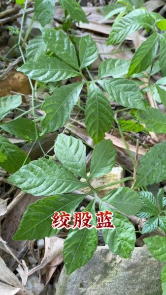 绞股蓝图片大全_绞股蓝长什么样-第3张图片-山城妙识