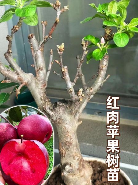 红肉苹果的营养价值_红肉苹果和普通苹果的区别-第3张图片-山城妙识