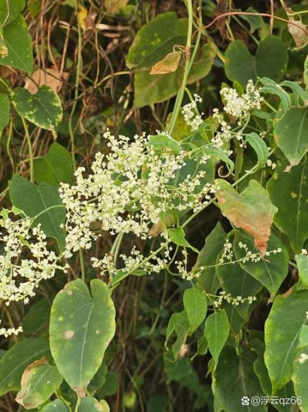 何首乌长什么样_何首乌植物图片怎么识别-第3张图片-山城妙识