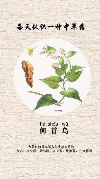 何首乌长什么样_何首乌植物图片怎么识别-第1张图片-山城妙识