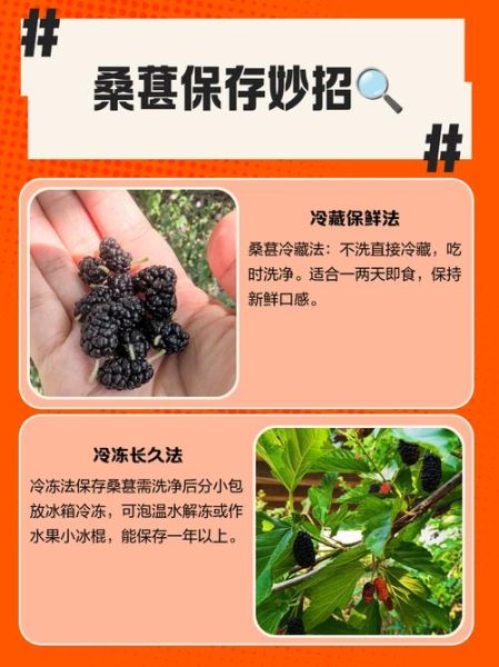 桑葚的功效与作用_桑葚怎么保存-第2张图片-山城妙识