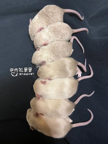 花枝鼠多少钱一只_花枝鼠价格影响因素-第1张图片-山城妙识