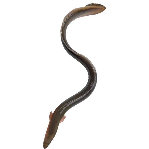 鲈鳗鱼多少钱一斤_鲈鳗鱼怎么做好吃-第2张图片-山城妙识