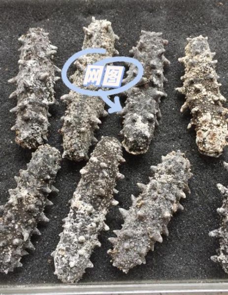 干海参发霉还能吃吗_如何辨别发霉干海参-第3张图片-山城妙识