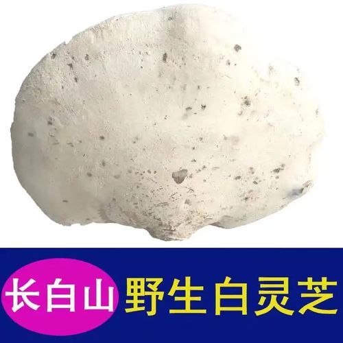 白灵芝的功效与作用_白灵芝怎么吃效果最好-第2张图片-山城妙识