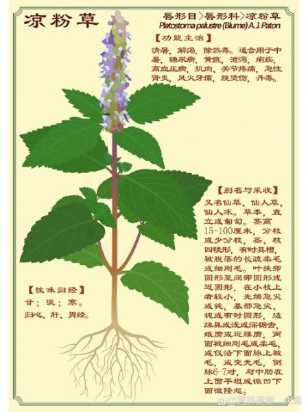 凉粉草的功效与作用_凉粉草的禁忌人群有哪些-第1张图片-山城妙识