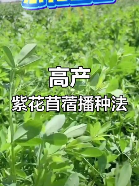 苜蓿草种植技术和方法_如何提高苜蓿草产量-第2张图片-山城妙识 苜蓿草种植技术和方法_如何提高苜蓿草产量-第2张图片-山城妙识