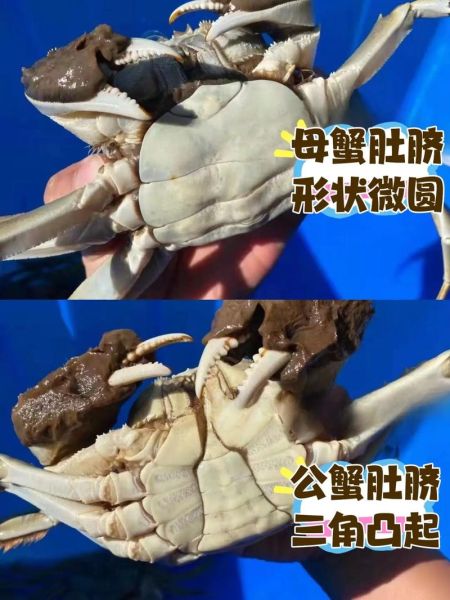 大闸蟹图片大全_如何辨别真实蟹图-第3张图片-山城妙识 大闸蟹图片大全_如何辨别真实蟹图-第3张图片-山城妙识