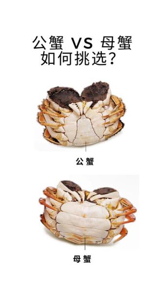 大闸蟹图片大全_如何辨别真实蟹图-第2张图片-山城妙识 大闸蟹图片大全_如何辨别真实蟹图-第2张图片-山城妙识