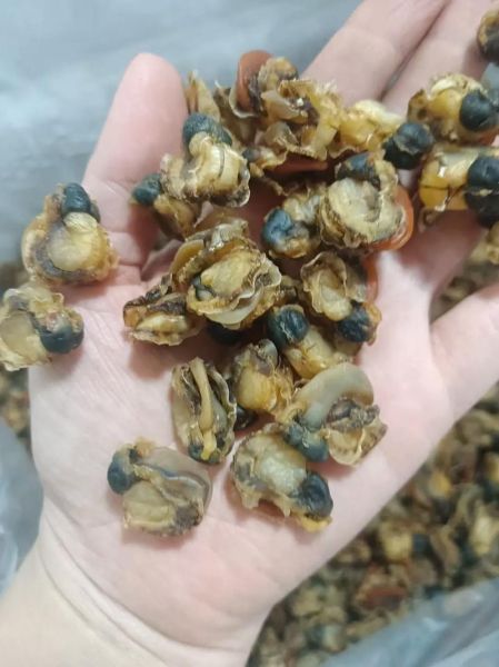 干扇贝肉怎么泡发_干扇贝肉的家常做法-第1张图片-山城妙识