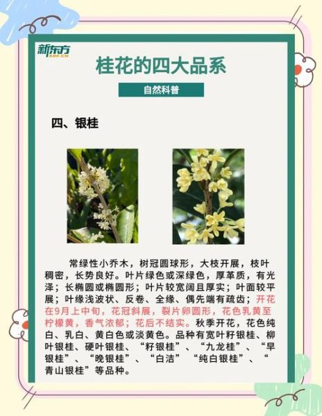 哪种桂花可以食用_桂花品种食用安全指南-第2张图片-山城妙识