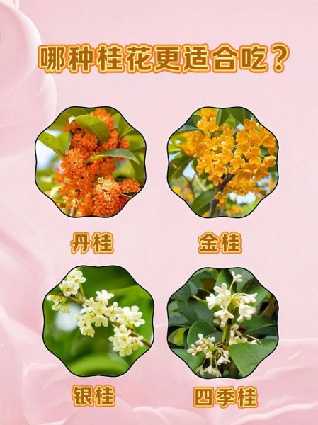 哪种桂花可以食用_桂花品种食用安全指南-第1张图片-山城妙识