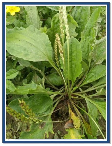 车钱草的功效与作用_车钱草怎么吃效果最好-第2张图片-山城妙识