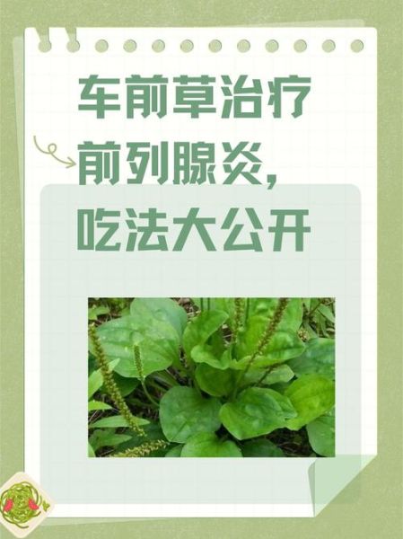 车钱草的功效与作用_车钱草怎么吃效果最好-第3张图片-山城妙识
