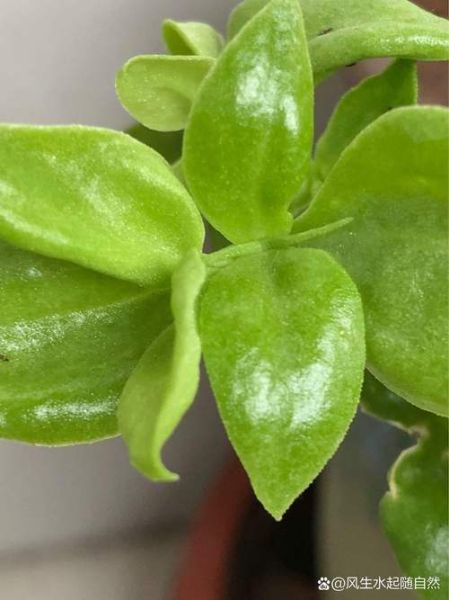 穿心莲图片高清图片_穿心莲长什么样-第2张图片-山城妙识