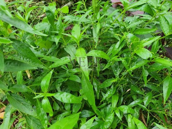 穿心莲图片高清图片_穿心莲长什么样-第3张图片-山城妙识