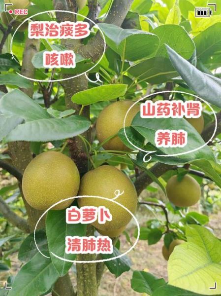 肺热怎么调理最有效_肺热吃什么食物好-第3张图片-山城妙识 肺热怎么调理最有效_肺热吃什么食物好-第3张图片-山城妙识