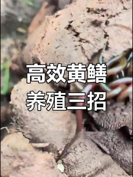 黄鳝吃什么长得快_黄鳝饲料配方大全-第3张图片-山城妙识