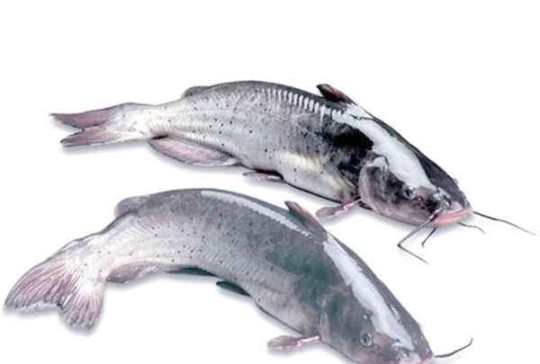 芝麻剑鱼是什么鱼_芝麻剑鱼怎么做好吃-第2张图片-山城妙识